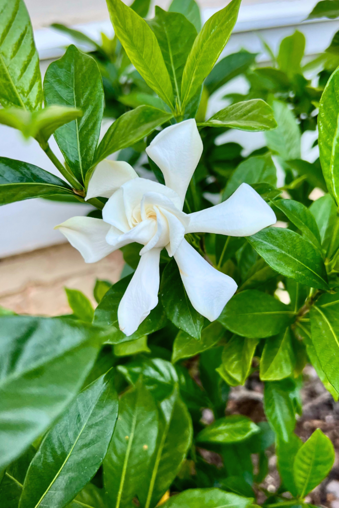 6 Evergreen Shrubs That Will Give You Fall Blooms - Newbury Home