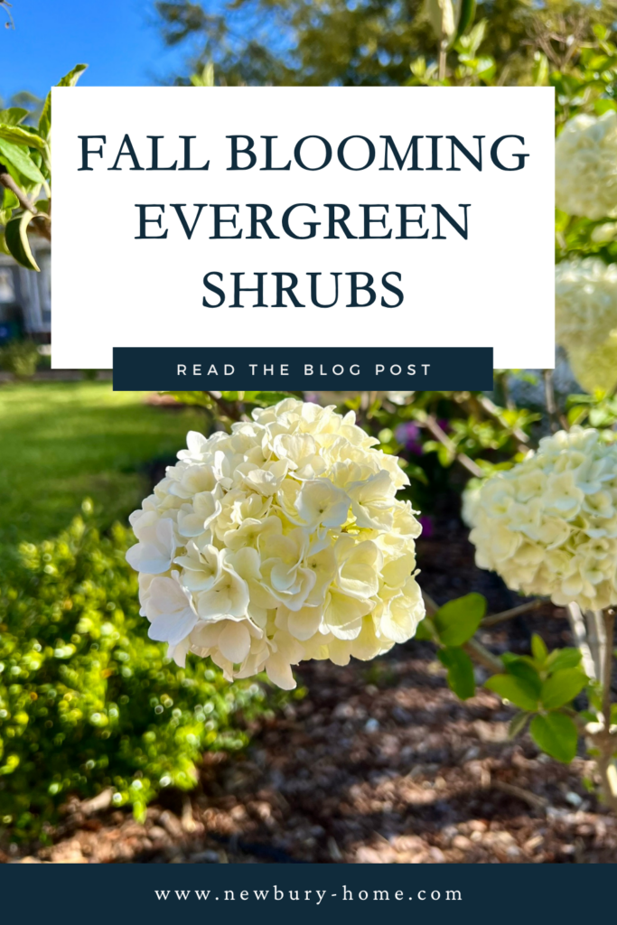 6 Evergreen Shrubs That Will Give You Fall Blooms - Newbury Home