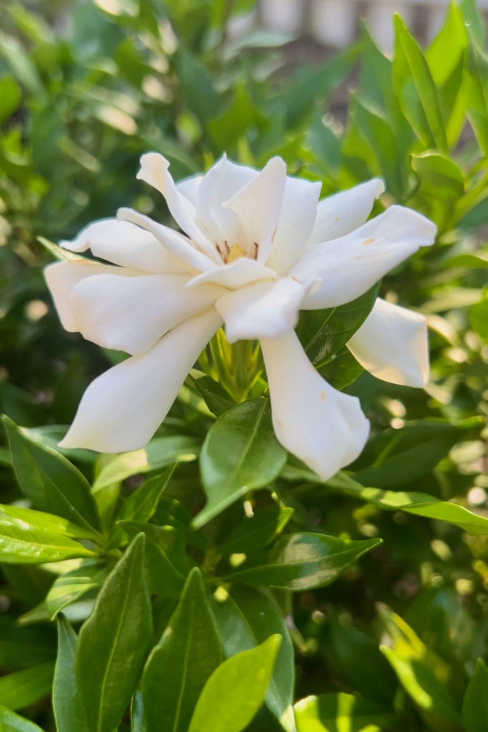 6 Evergreen Shrubs That Will Give You Fall Blooms - Newbury Home
