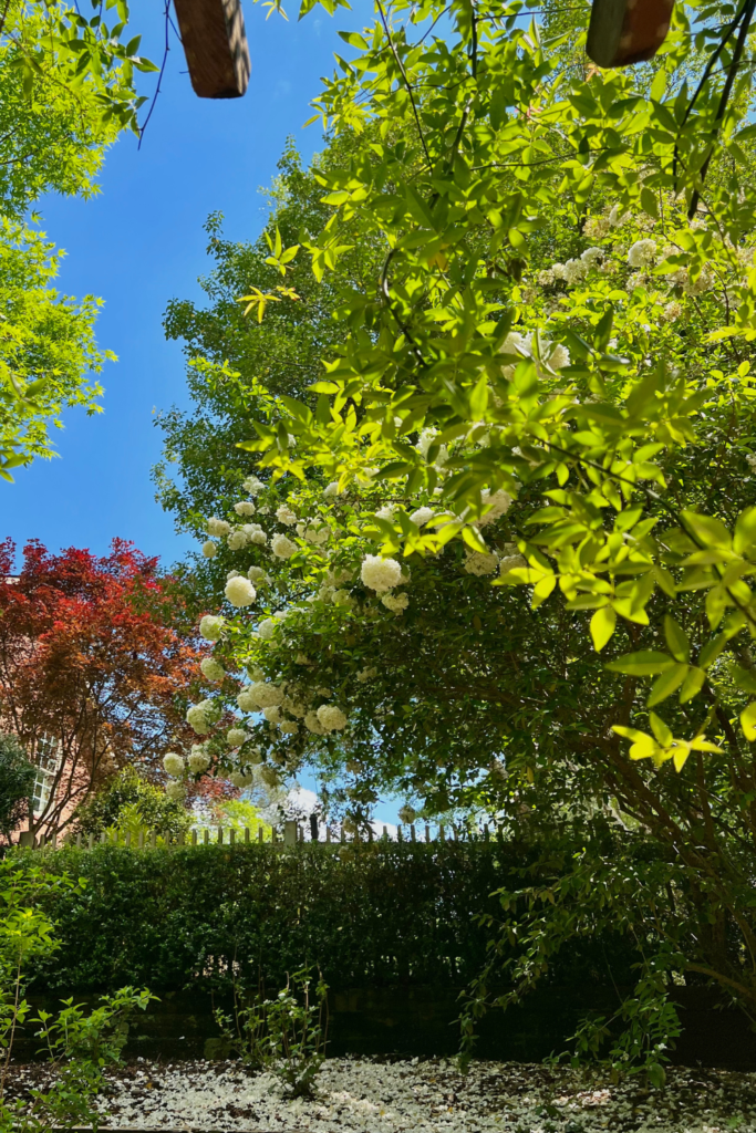 6 Evergreen Shrubs That Will Give You Fall Blooms - Newbury Home