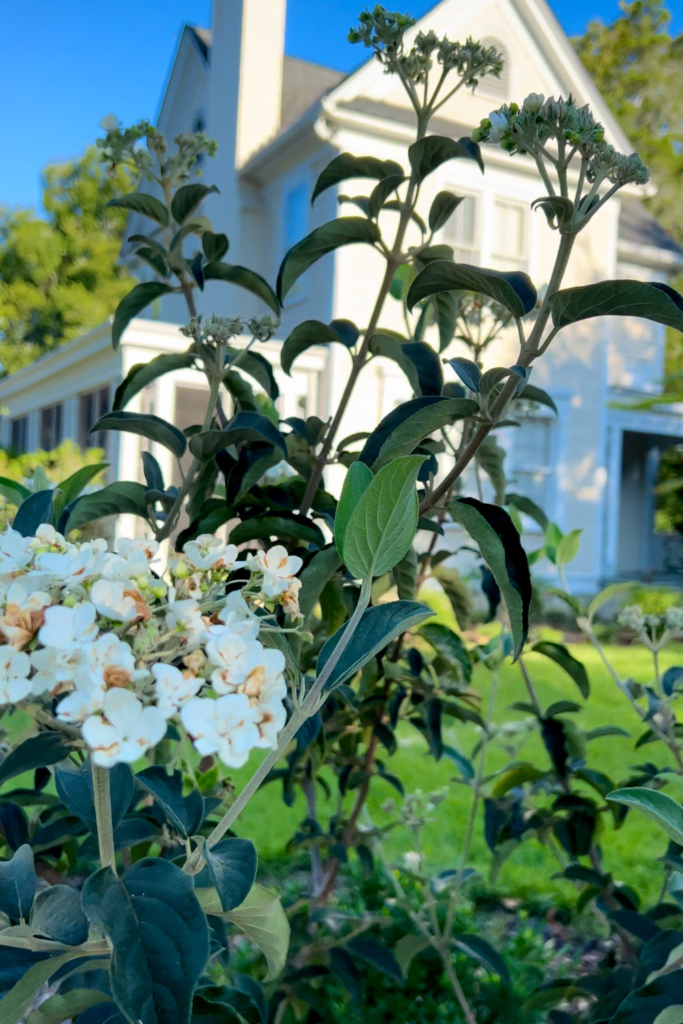 6 Evergreen Shrubs That Will Give You Fall Blooms - Newbury Home