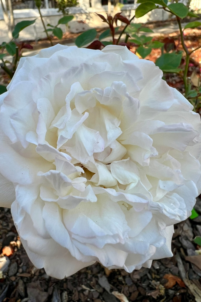 See What's Blooming In Our Zone 8 Garden This Week - Newbury Home