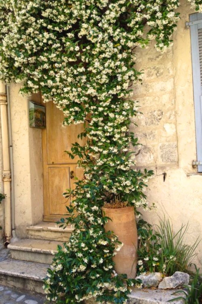 A Jasmine Trellis Is The Perfect Way To Add Privacy To Your Garden ...