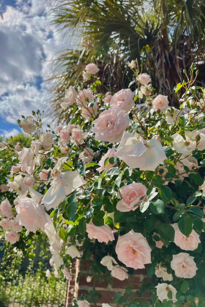 The Best Cottage Garden Roses - Your Complete Rose Selection Guide ...