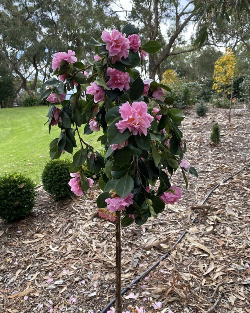 How to Choose the Perfect Sasanqua Camellia for Your Fall Garden ...