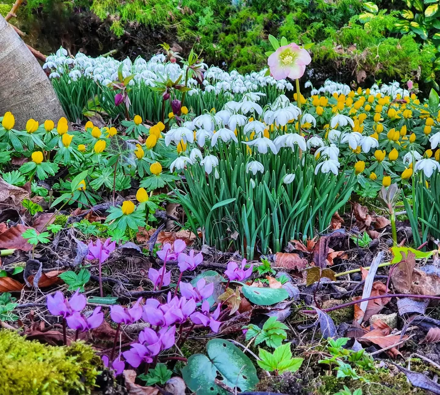 How to Create a Stunning Winter Garden with Snowdrops (Galanthus ...
