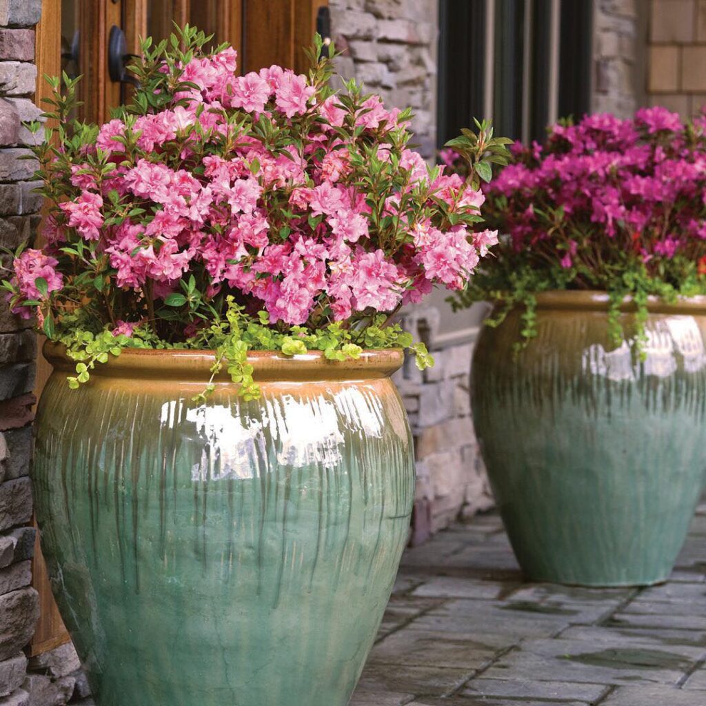 Full Sun Landscaping: The Best Plants for a Low-Maintenance Garden ...