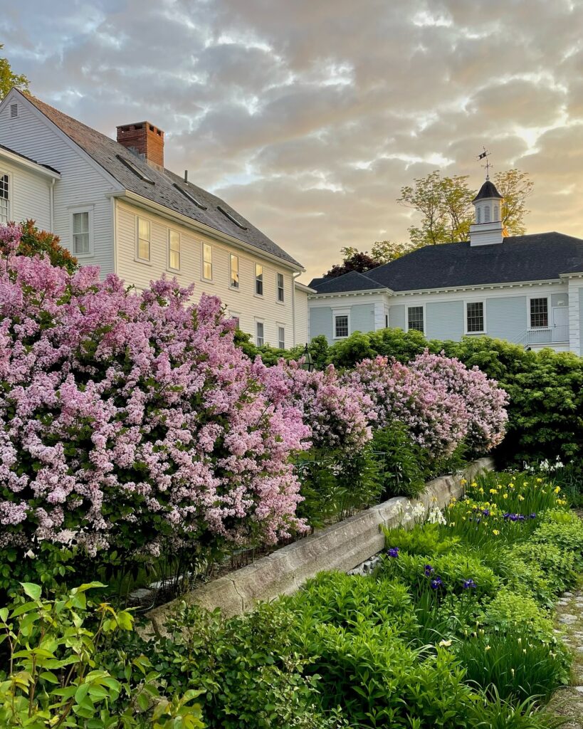 7 Spring Flowering Shrubs That Will Look Beautiful in Your Garden ...