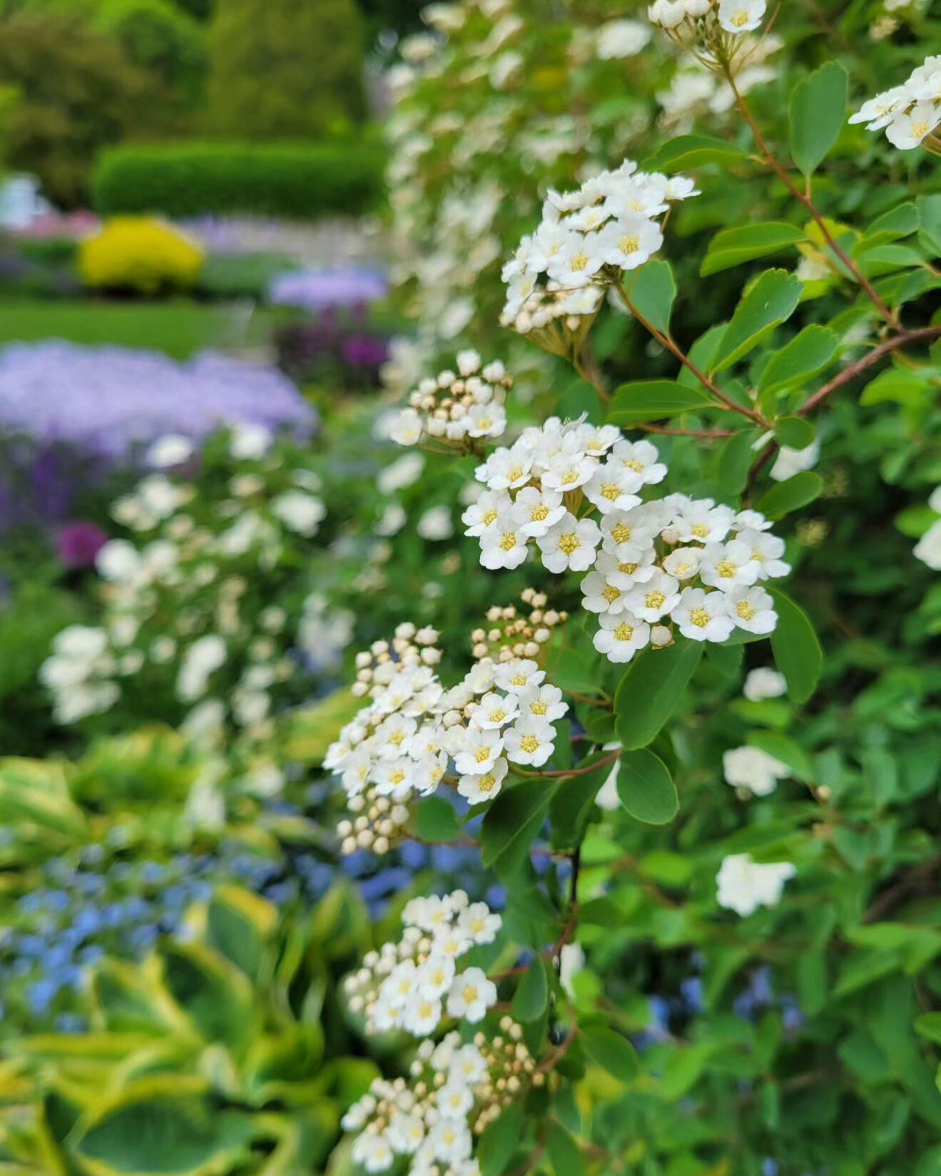 7 Spring Flowering Shrubs That Will Look Beautiful in Your Garden ...