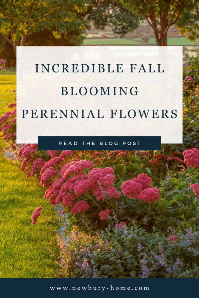 Fall Blooming Perennial Flowers - The Best Plants for a Beautiful ...
