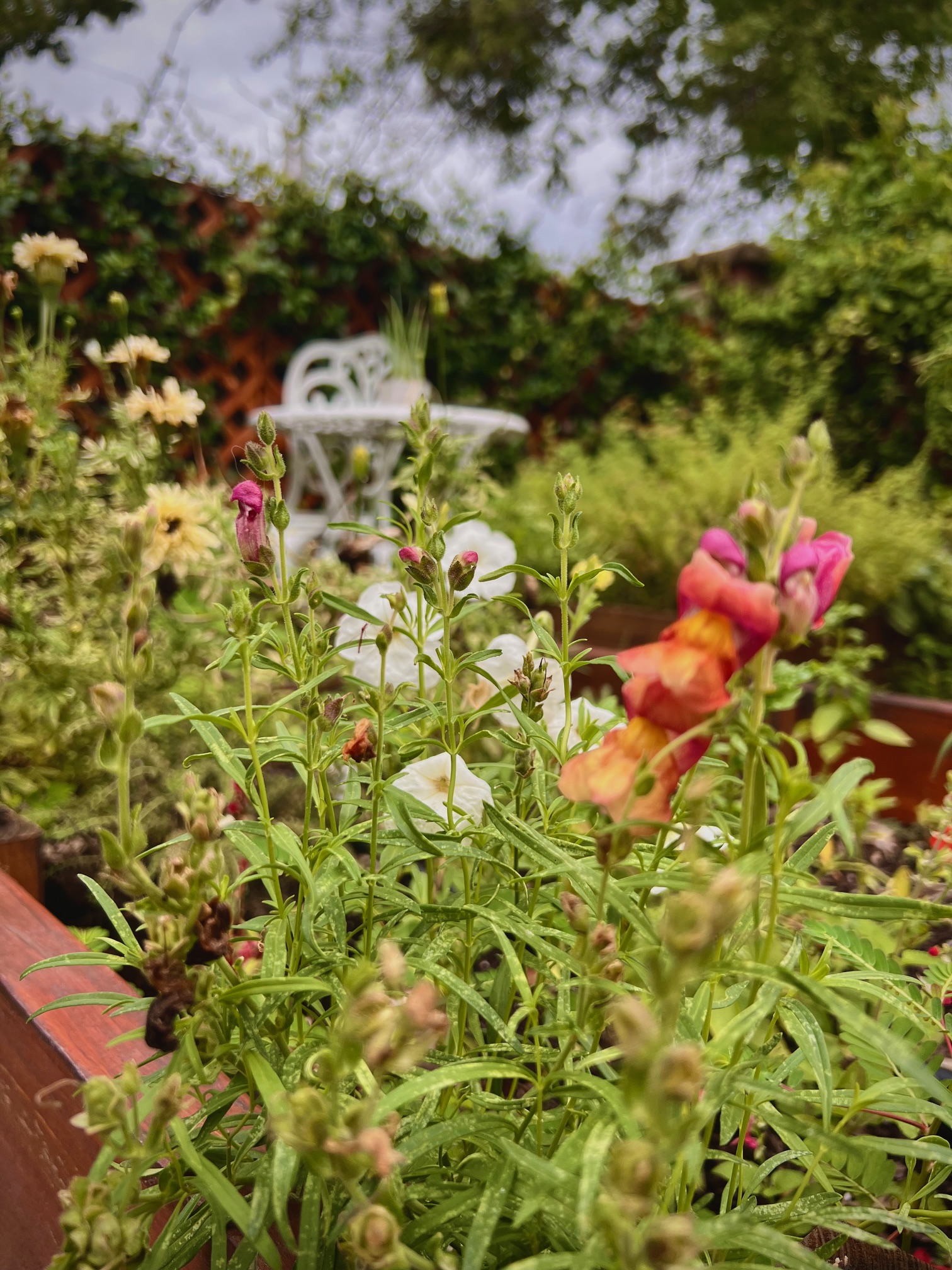 The Best Flower Seeds to Start in Fall - Newbury Home
