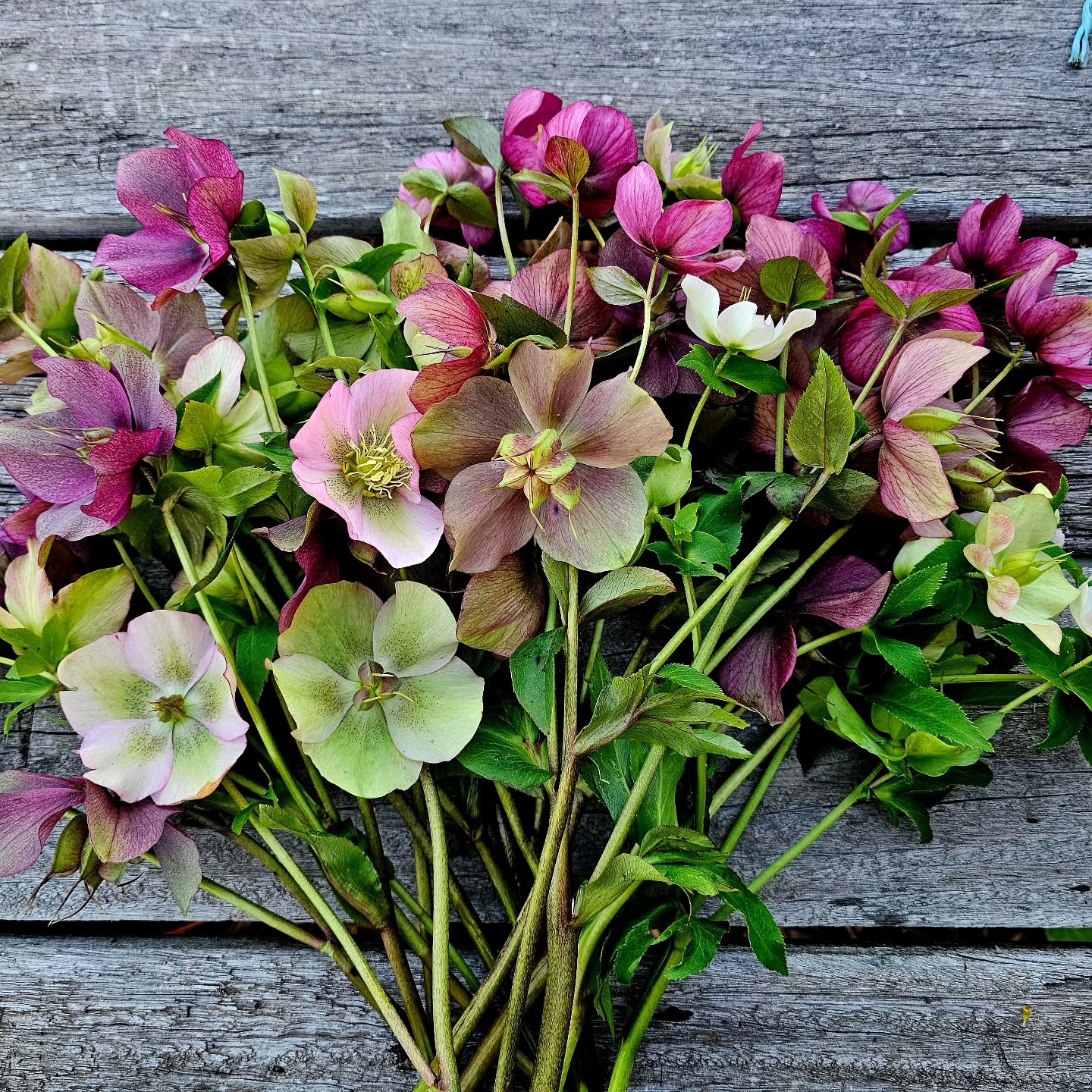 The Best Hellebore Companion Plants for a Beautiful Winter Garden ...