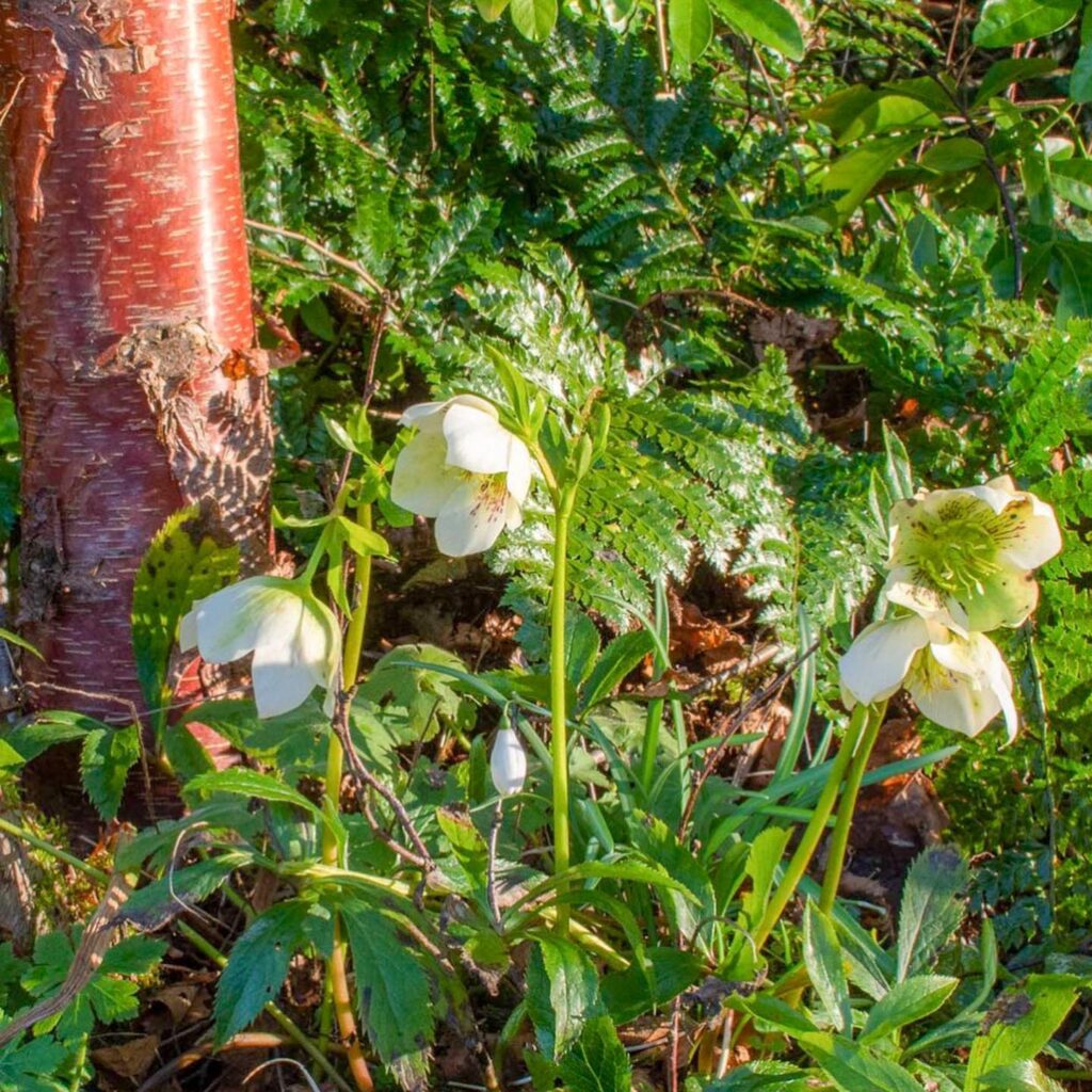 The Best Hellebore Companion Plants for a Beautiful Winter Garden ...