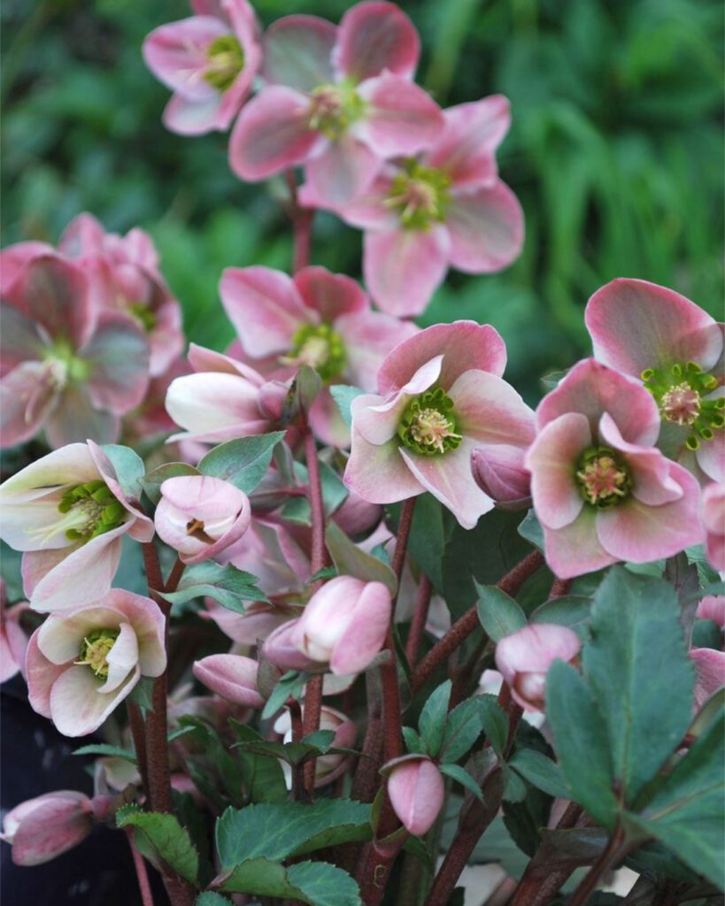 The Best Hellebore Companion Plants for a Beautiful Winter Garden ...